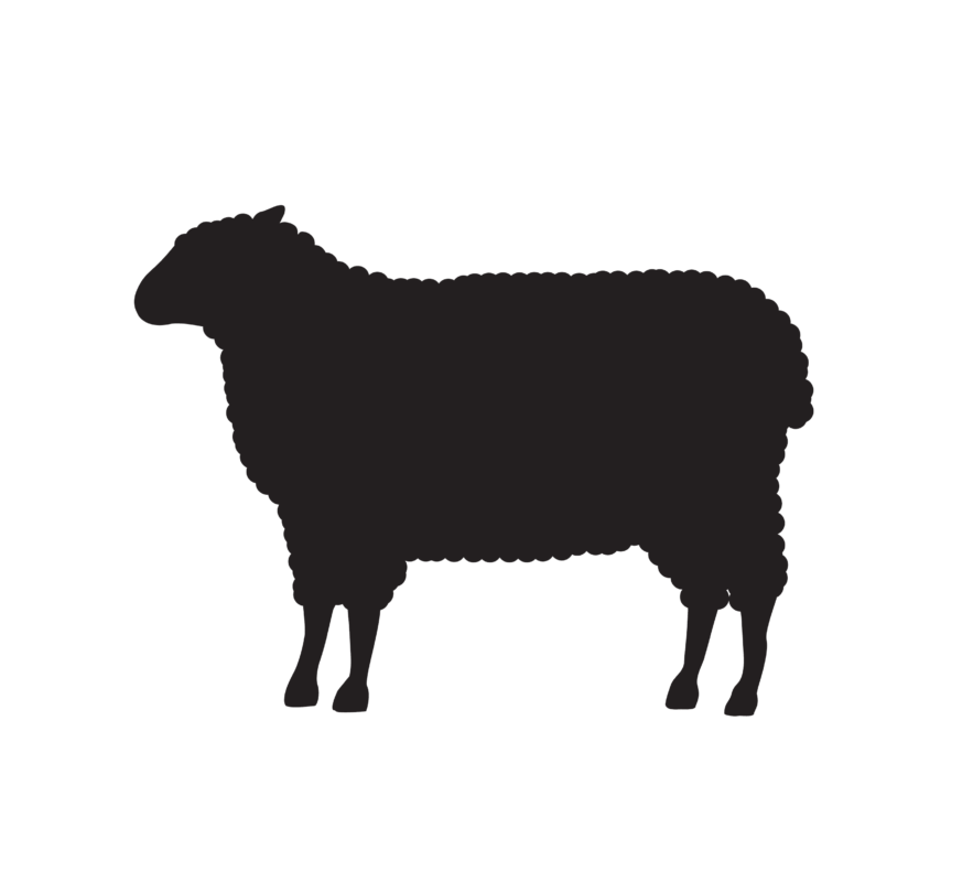 Barki Sheep - خرفان برقي – Radi Farms